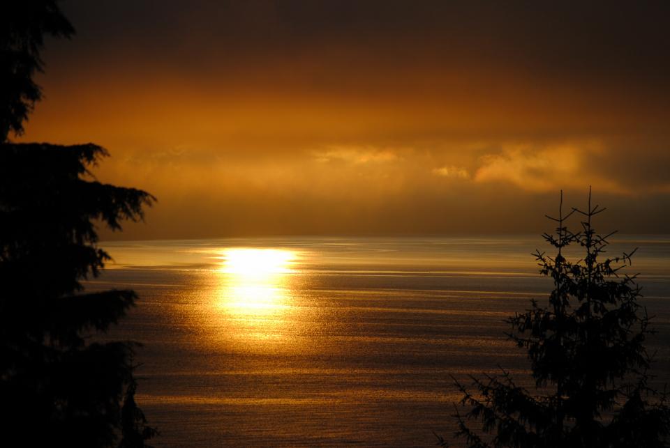 Golden Morning | Shutterbug